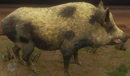 Wild Boar | TheHunter: Call of the Wild Wiki | Fandom