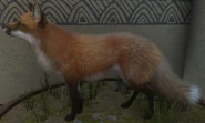 Red Fox | TheHunter: Call of the Wild Wiki | Fandom