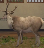 Manitoban Elk | TheHunter: Call of the Wild Wiki | Fandom