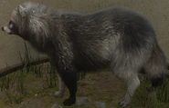 Raccoon Dog | TheHunter: Call of the Wild Wiki | Fandom