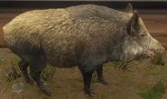 Wild Boar | TheHunter: Call of the Wild Wiki | Fandom