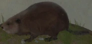North American Beaver | TheHunter: Call of the Wild Wiki | Fandom