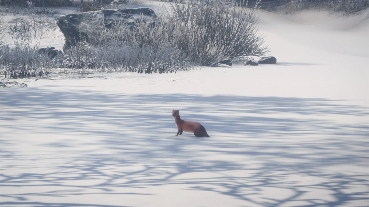 Weasel | TheHunter: Call of the Wild Wiki | Fandom