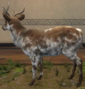 Javan Rusa | TheHunter: Call of the Wild Wiki | Fandom
