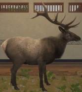 Manitoban Elk | TheHunter: Call of the Wild Wiki | Fandom