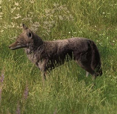 Coyote | The Hunter Wikia | Fandom
