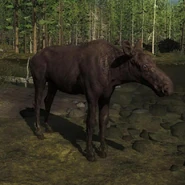 Moose | The Hunter Wikia | Fandom