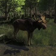 Moose | The Hunter Wikia | Fandom