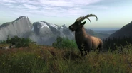 Alpine Ibex | The Hunter Wikia | Fandom