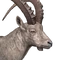 Animals | The Hunter Wikia | Fandom