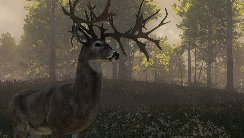 Non Typical Mule Deer