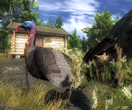 Turkey | The Hunter Wikia | Fandom