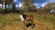 Fallow Deer | The Hunter Wikia | Fandom