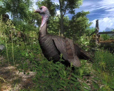 Turkey | The Hunter Wikia | Fandom