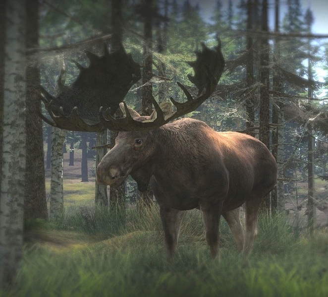 Moose | The Hunter Wikia | Fandom