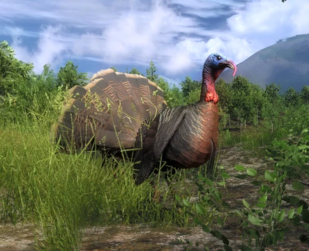 Turkey | The Hunter Wikia | Fandom