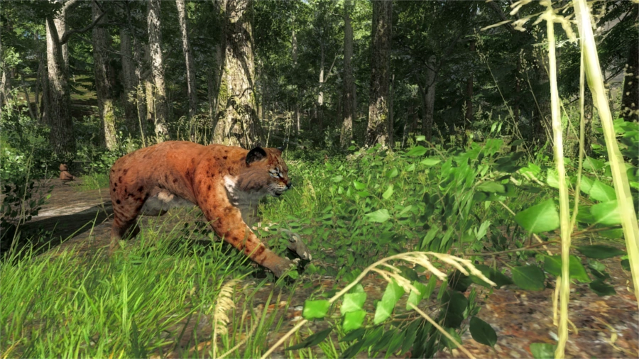 Bobcat | The Hunter Wikia | Fandom