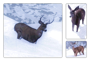 Sitka Deer | The Hunter Wikia | Fandom