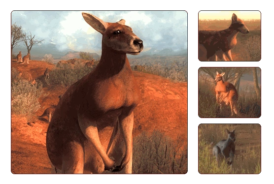 Red Kangaroo | The Hunter Wikia | Fandom