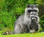 Ice age the meltdown DVD with raccoon | Ice Age Wiki | Fandom