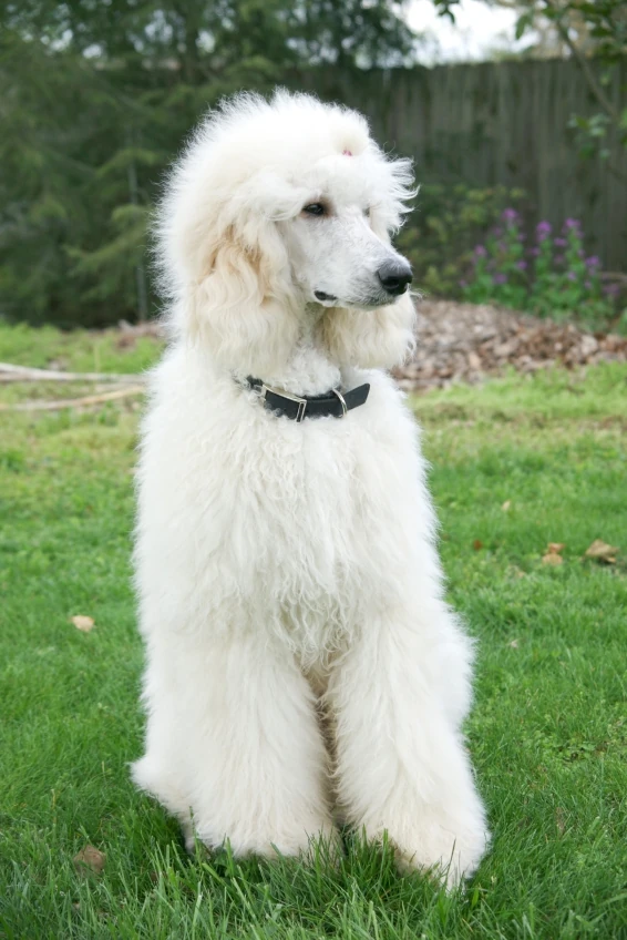 Poodle | Their Dark Eden Wikia | Fandom