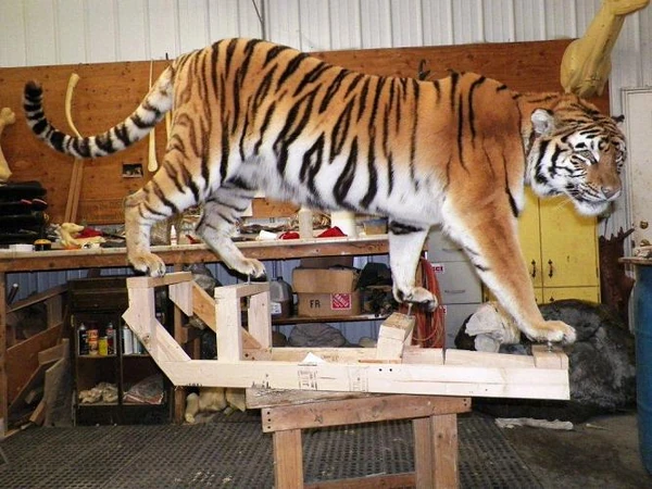 Taxidermy Services | The Islands Wiki | Fandom