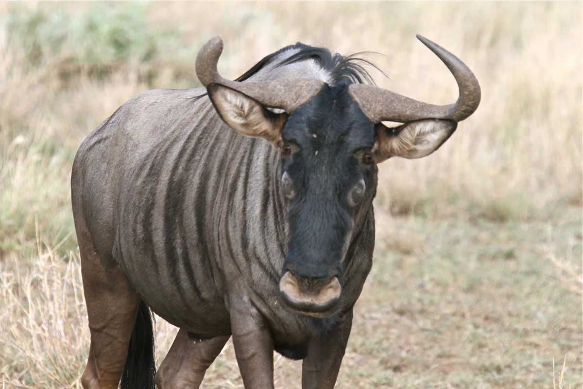Wildebeest | The Jungle Bunch Wiki | Fandom