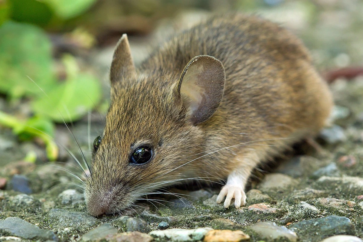 Mouse | The Jungle Bunch Wiki | Fandom