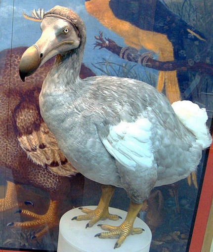 Dodo | The Jungle Bunch Wiki | Fandom