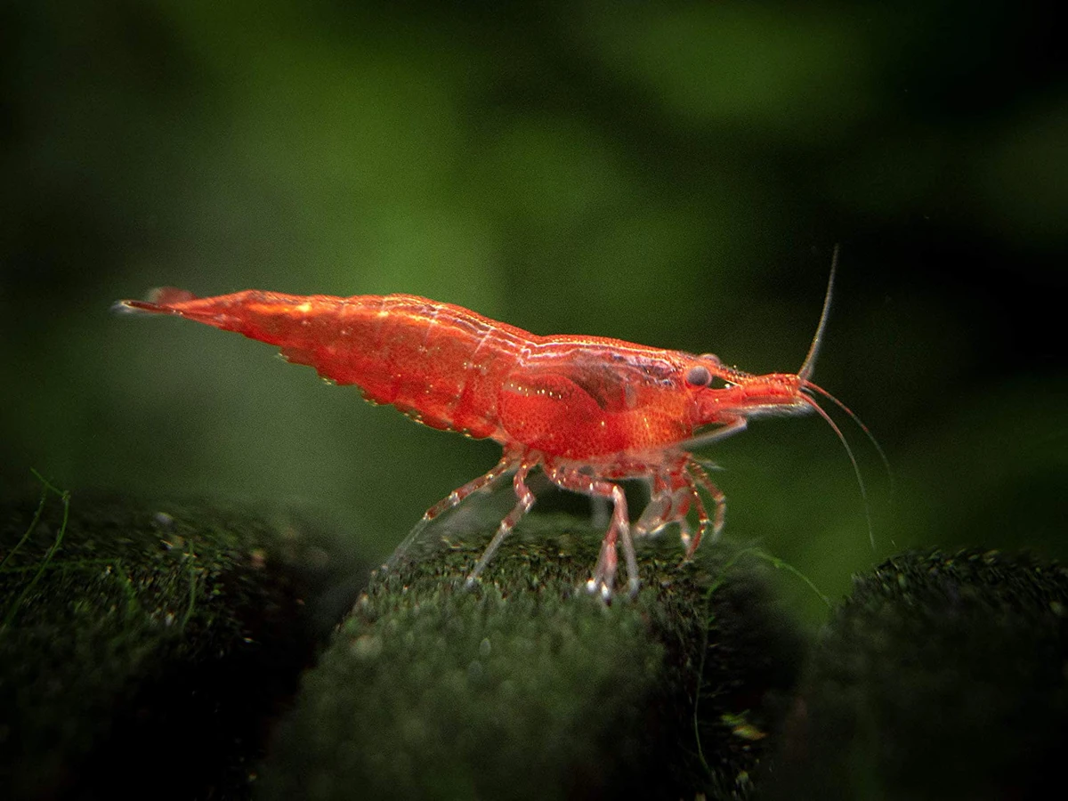 Shrimps | The Jungle Bunch Wiki | Fandom