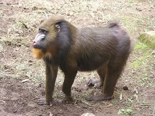 Mandrill | The Jungle Bunch Wiki | Fandom