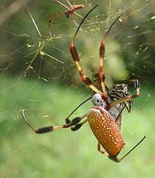Spider | The Jungle Bunch Wiki | Fandom
