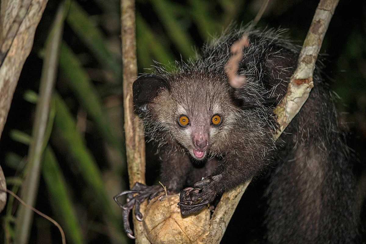 Aye-Aye | The Jungle Bunch Wiki | Fandom