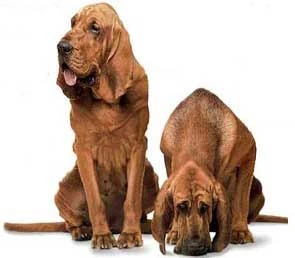 Bloodhound | The lady and the tramp Wiki | Fandom