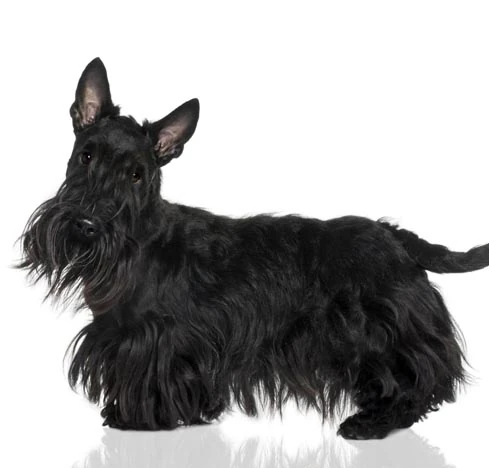 Scotish Terrier | The lady and the tramp Wiki | Fandom