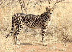 Rare Spotless Cheetah