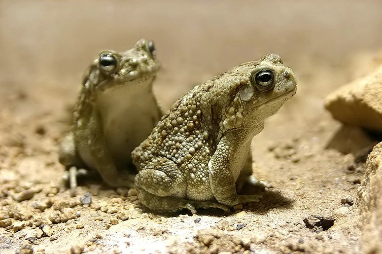 Toad/Gallery | The Lion King Fanon Wiki | Fandom