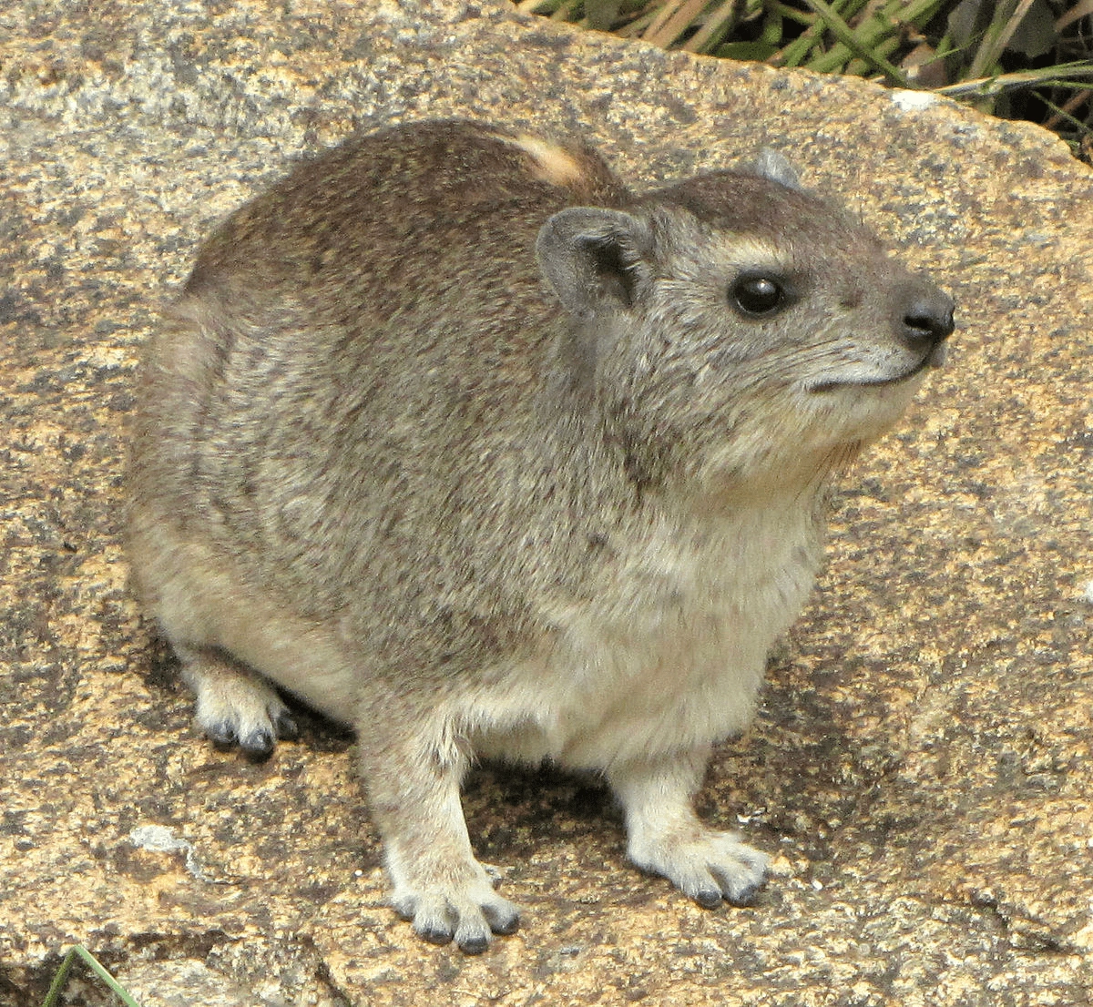 Hyrax/Gallery | The Lion King Fanon Wiki | Fandom