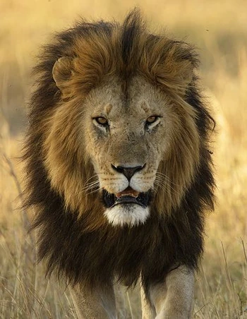 Cataro | The Lion King Fanon Wiki | Fandom