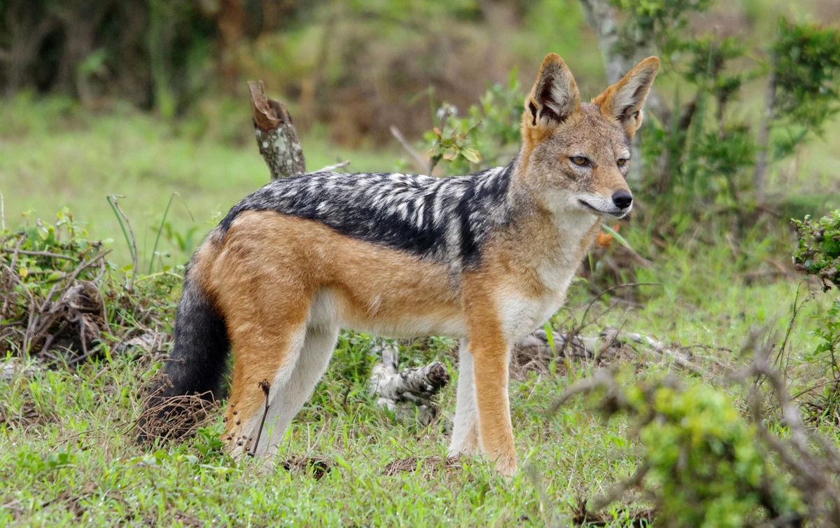 Jackal/Gallery | The Lion King Fanon Wiki | Fandom
