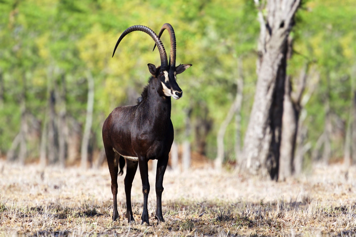 Antelope/Gallery | The Lion King Fanon Wiki | Fandom