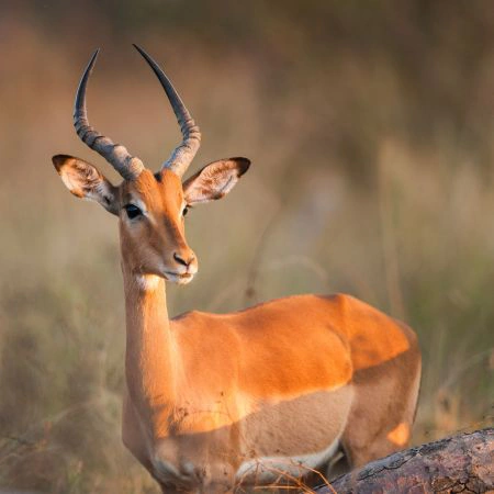 Impala/Gallery | The Lion King Fanon Wiki | Fandom