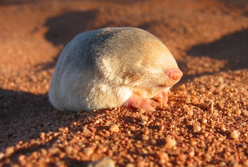 Golden Mole/Gallery | The Lion King Fanon Wiki | Fandom