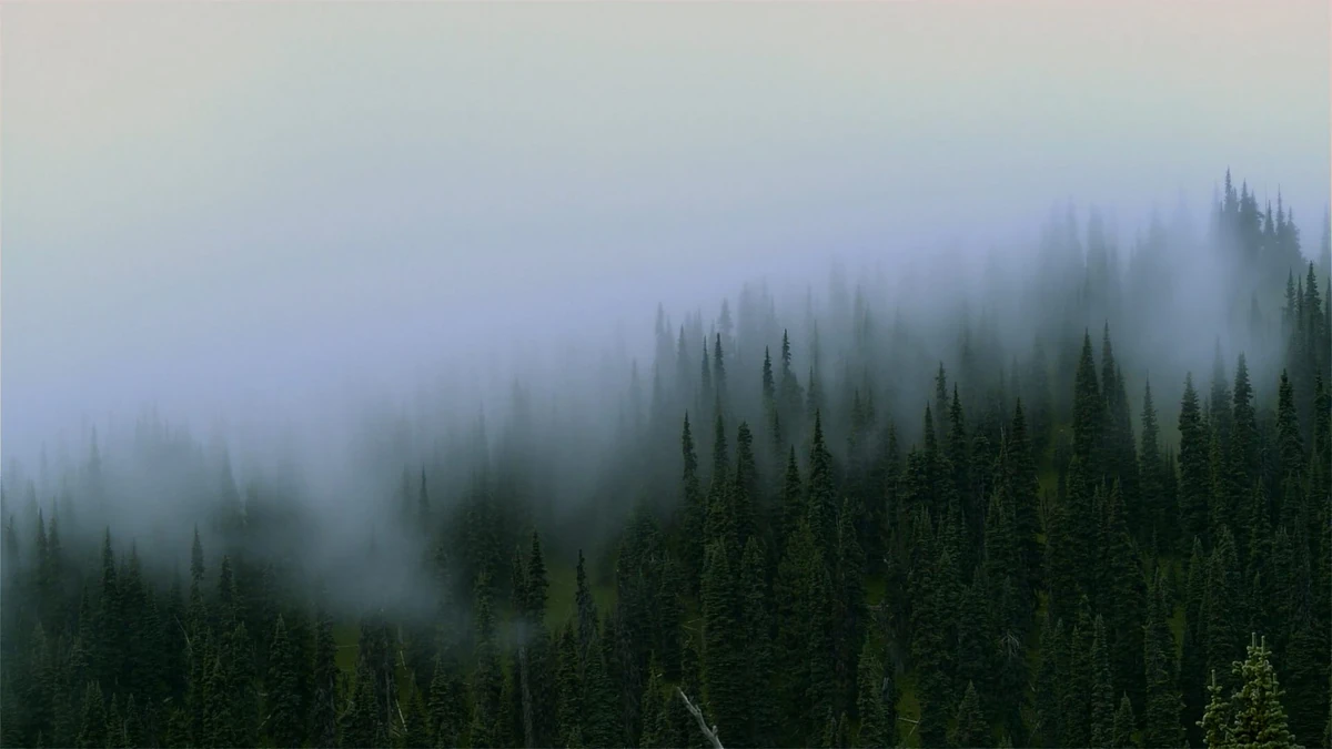 Flying Forest | The Magicians Wiki | Fandom