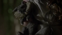 Talking Animals | The Magicians Wiki | Fandom