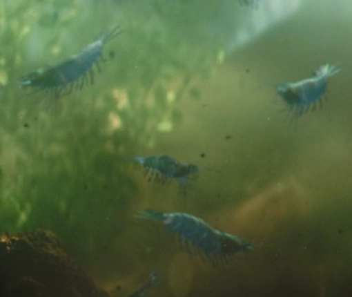 Krill | The Mandalorian Wiki | Fandom