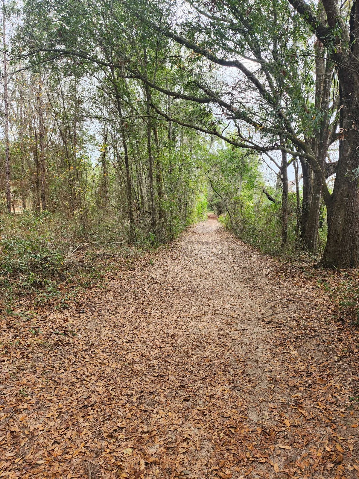 Level 211: "Nice Forest Trails" | The Middlerooms Wiki | Fandom