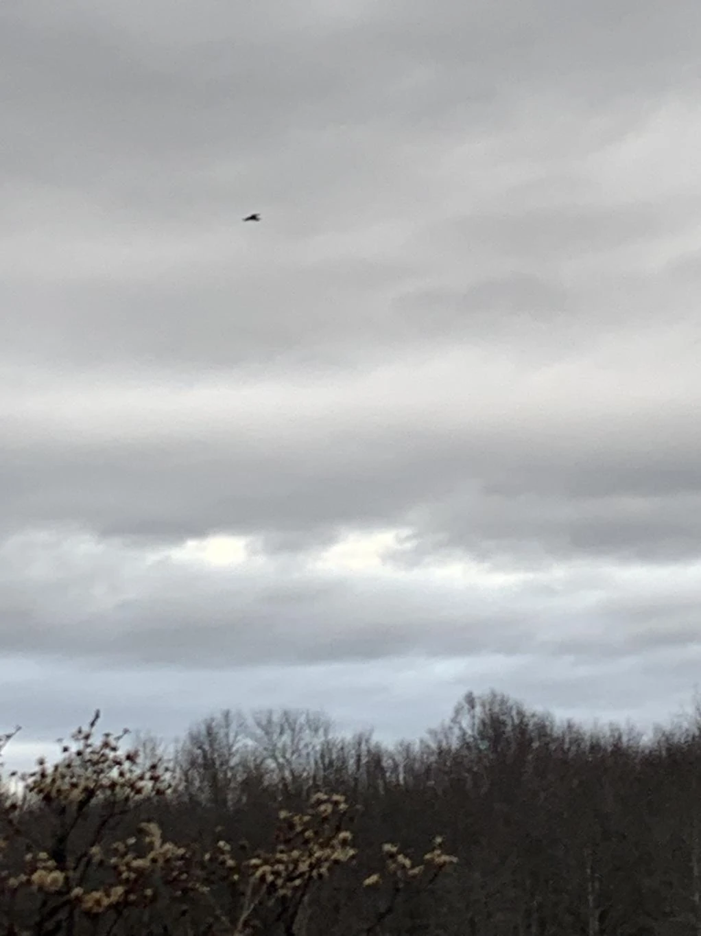 December 9th 2023 Mothman Sighting | TheMothMan Wikia | Fandom