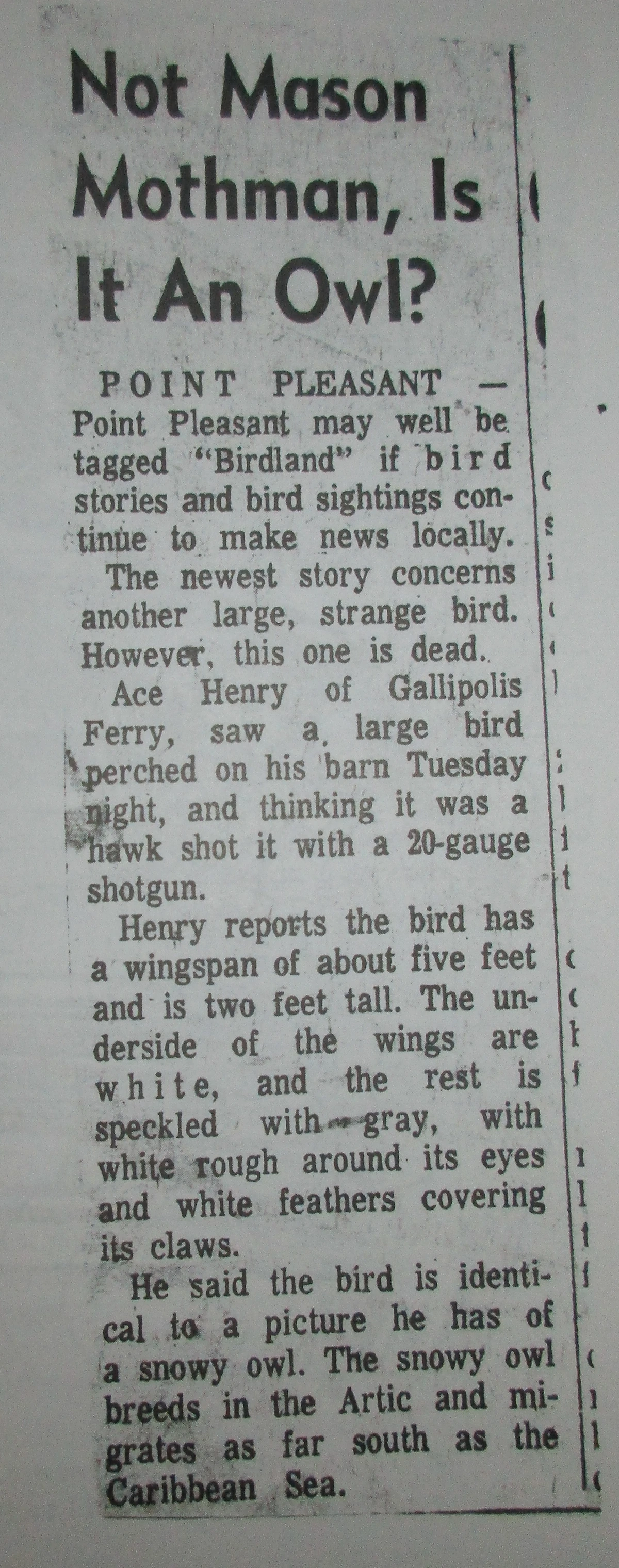 Not Mason Mothman, Is It An Owl? | TheMothMan Wikia | Fandom