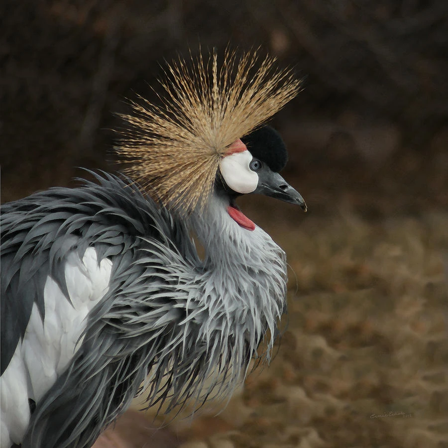 Rocko | The New Disney and Pixar Wiki | Fandom